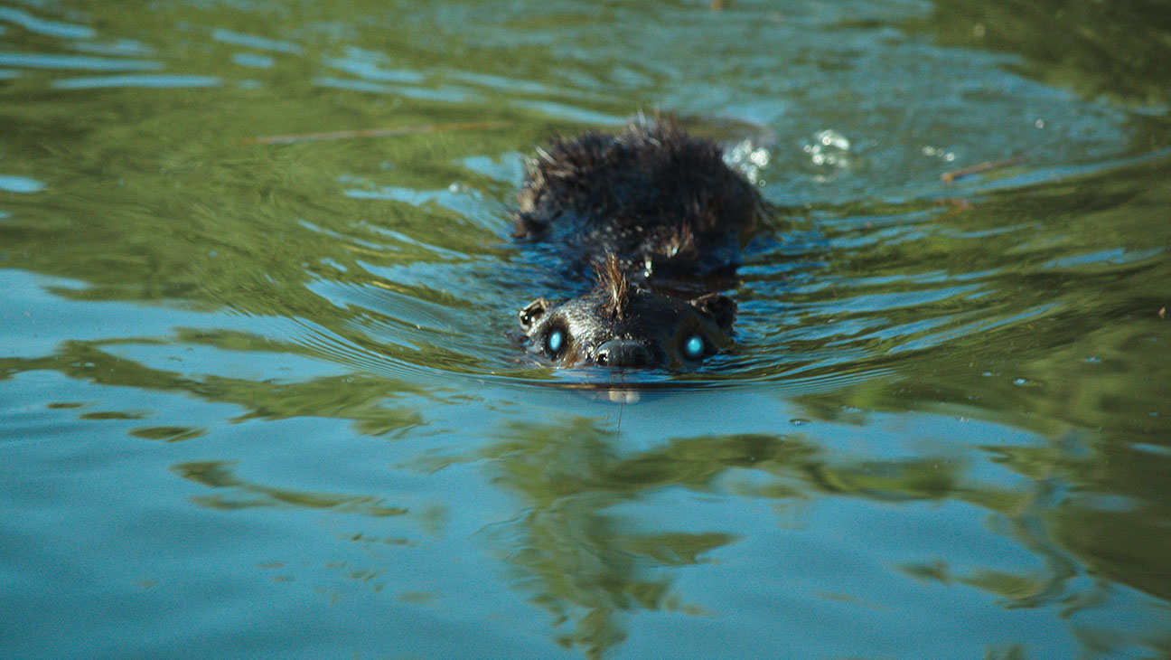 Zombeavers Trailer